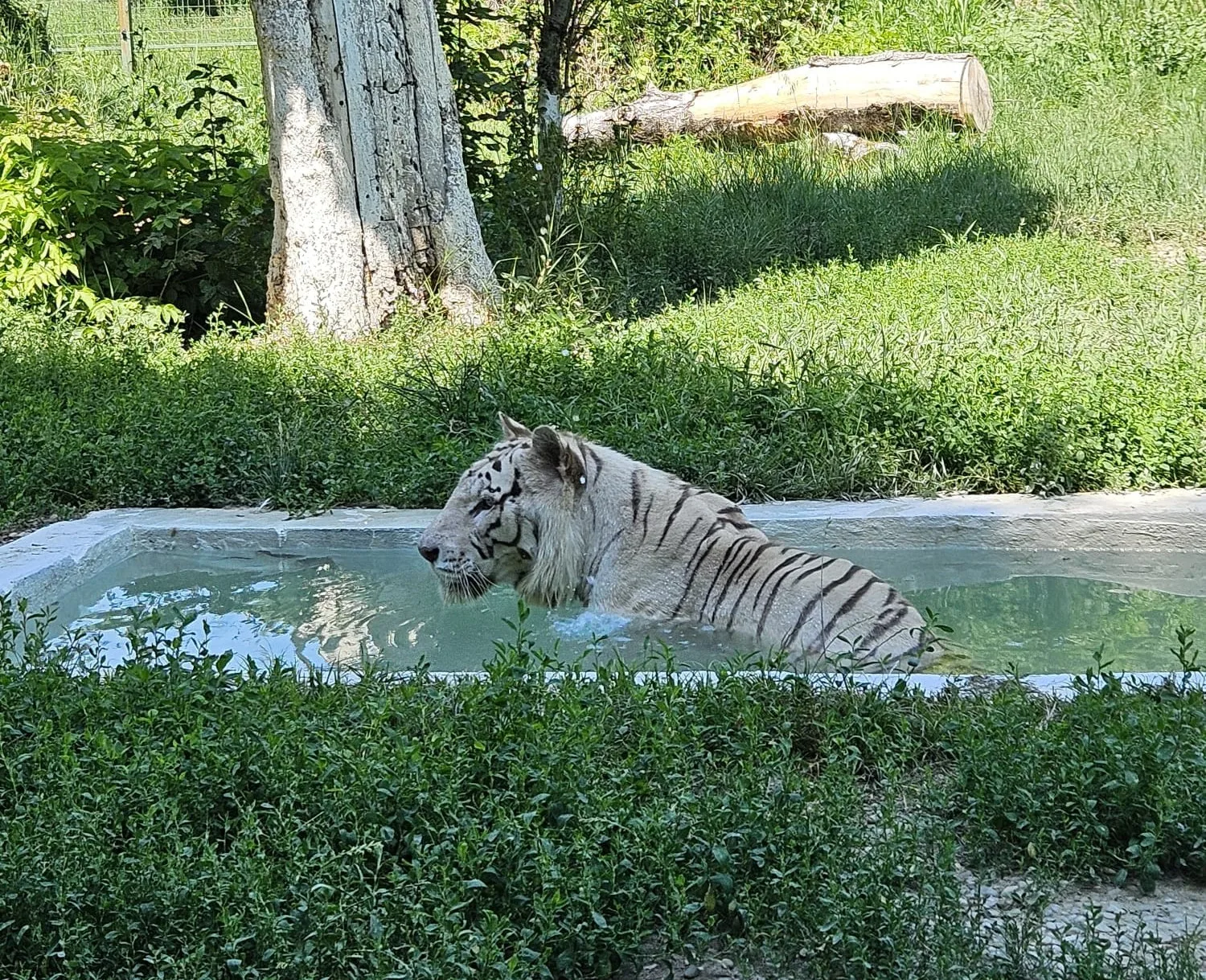RĂSFĂŢ PENTRU ANIMALELE DE LA ZOO PLOIEŞTI: DIETĂ CU FRUCTE ŞI LEGUME ...